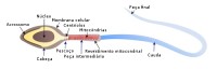 Espermatozóide - Reprodução e Embriologia - InfoEscola