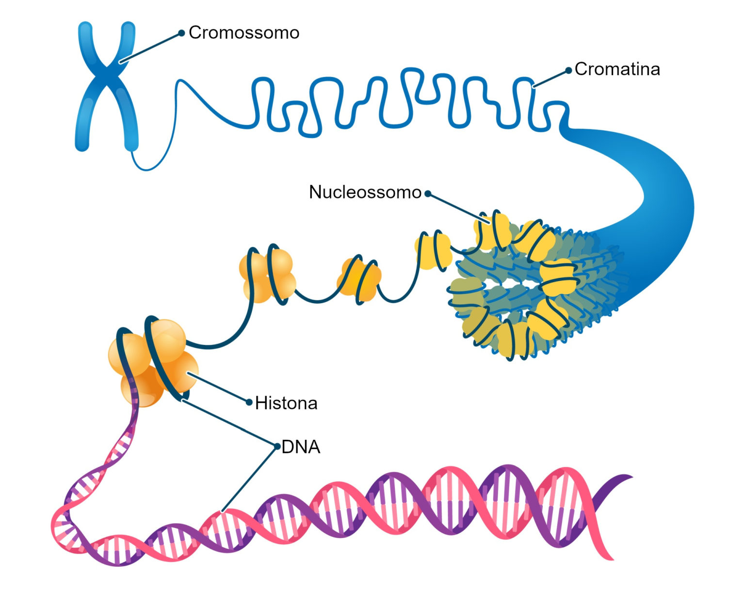Cromatina - Genética e Biologia - InfoEscola