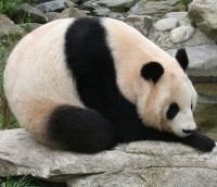 Panda-gigante - Animais em Perigo de Extinção - InfoEscola