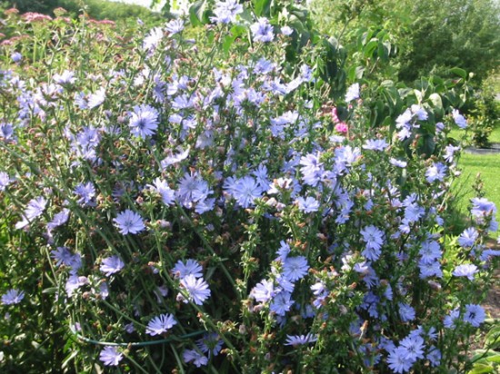Almeirão - nutrientes e benefícios para a saúde - Plantas - InfoEscola