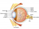 Globo ocular - Olhos - Anatomia Humana - InfoEscola