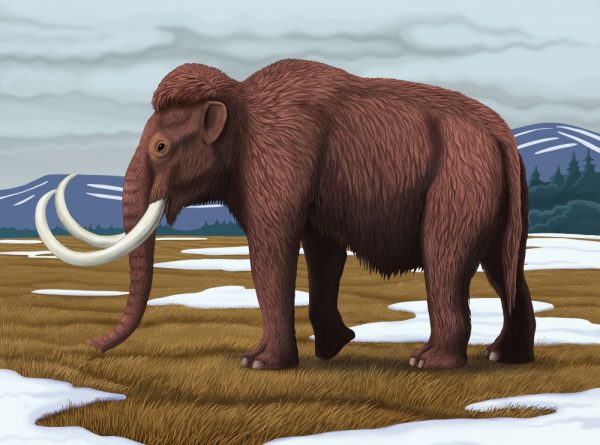 Mamutes - Animais Extintos - InfoEscola