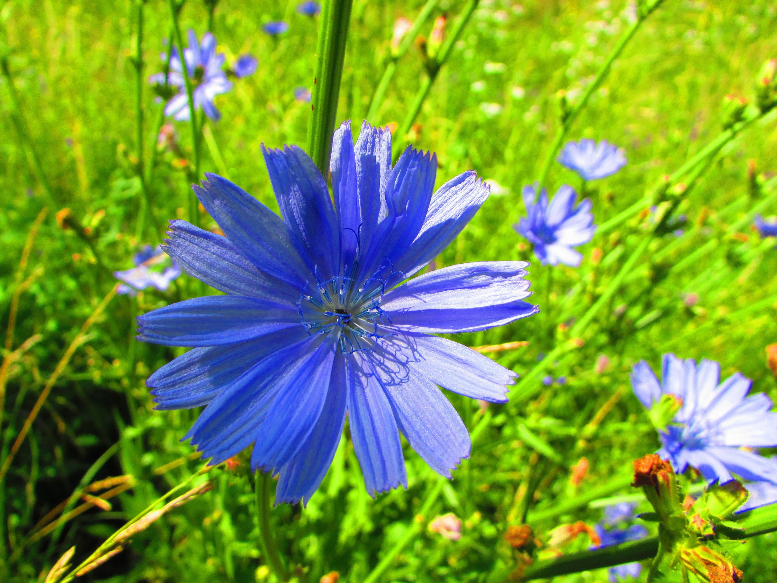 Chicória - Nutrientes e benefícios para a saúde - InfoEscola
