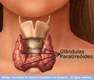 Glândula Paratireóide - InfoEscola