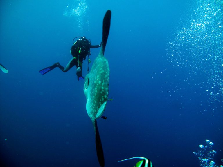 Peixe-Lua - Espécies de Peixes - InfoEscola