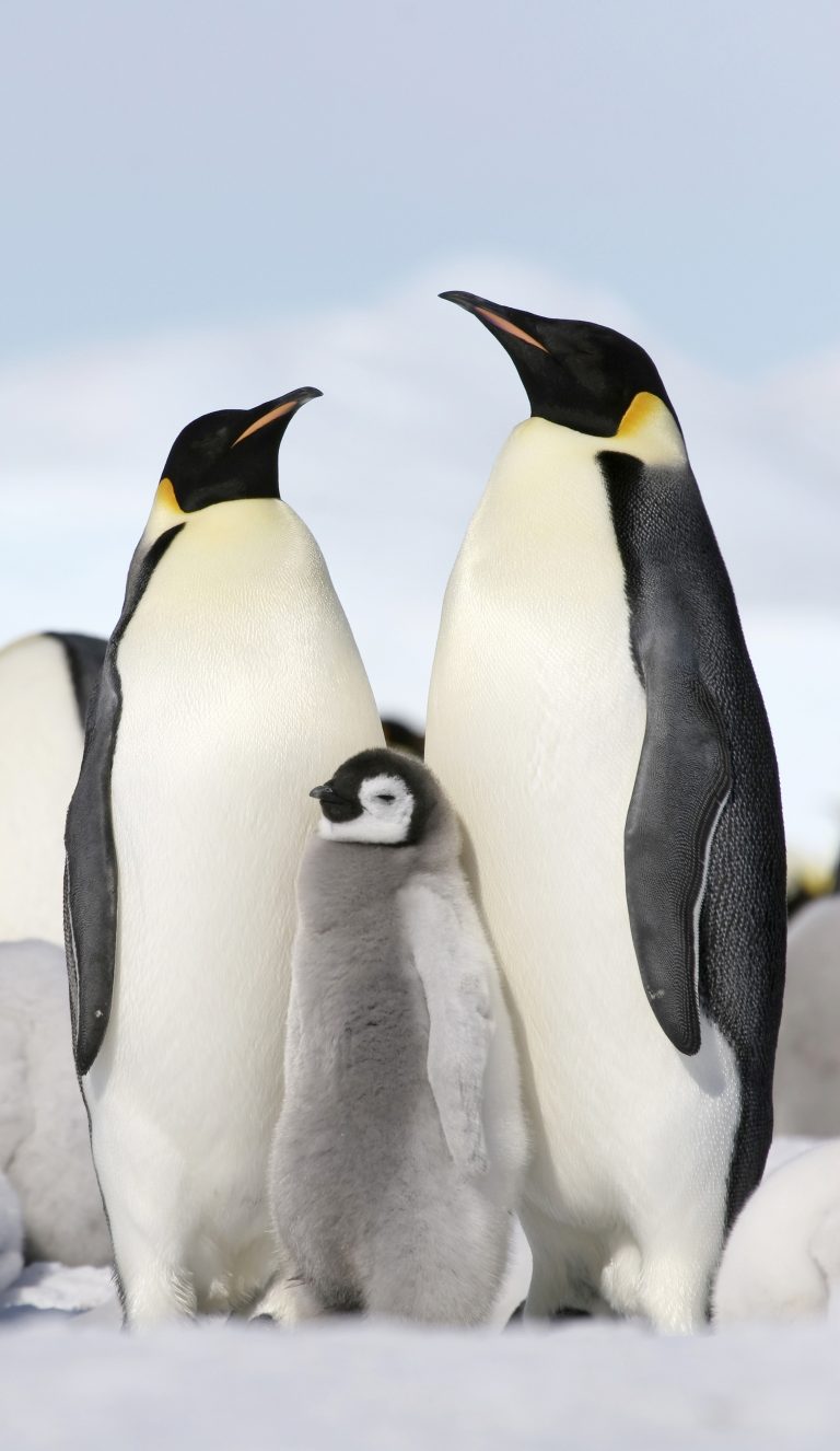 Pinguim - Espécies de Pinguins - Aves - InfoEscola