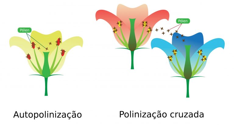 Polinização - Reprodução Vegetal - InfoEscola