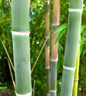 Bambu - Espécies de Plantas - InfoEscola