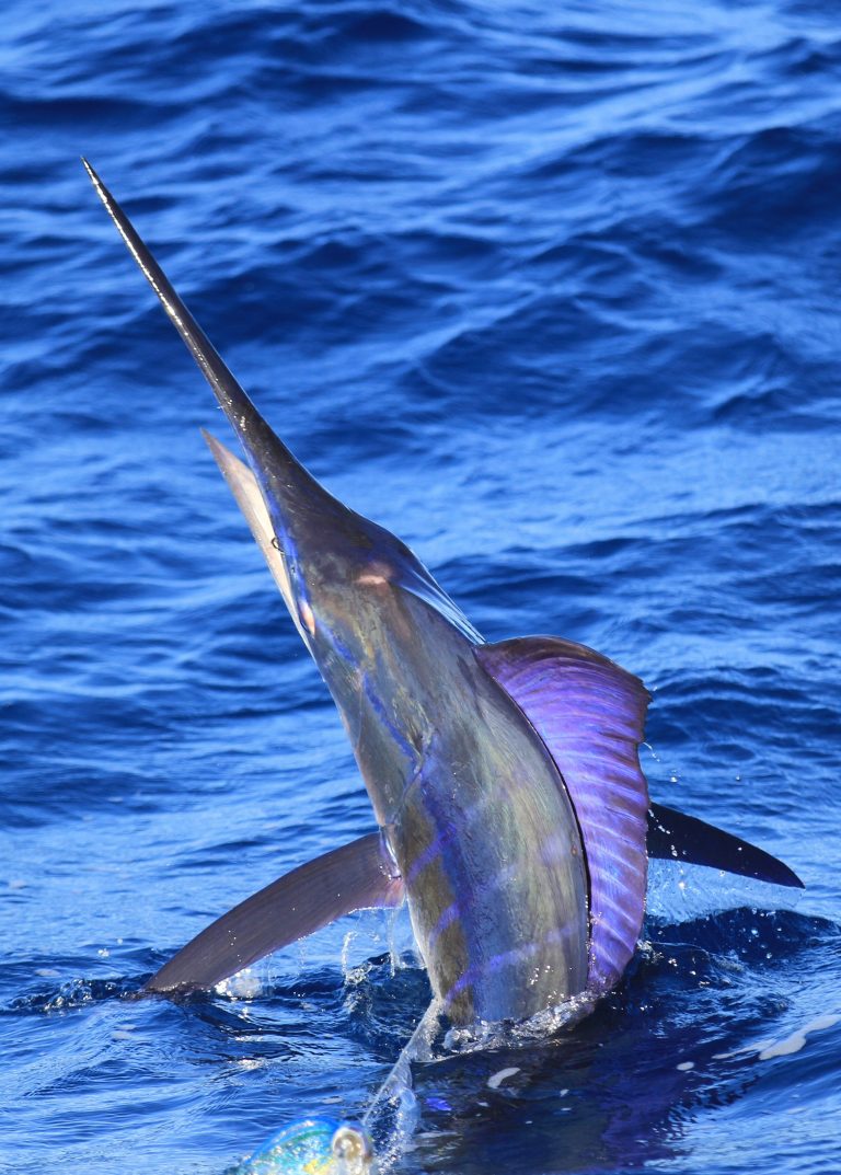 Marlim-azul - Makaira nigricans - Peixes - InfoEscola