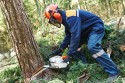 Extrativismo Vegetal no Brasil - Geografia - InfoEscola