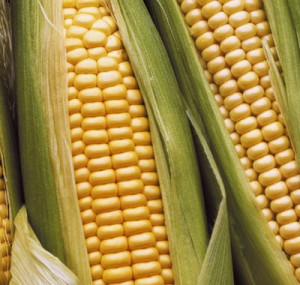 Milho - Plantas - InfoEscola