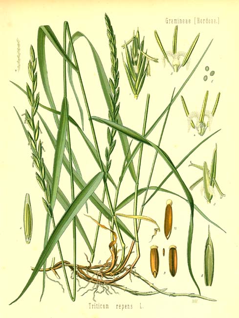 Família Poaceae - Plantas - InfoEscola