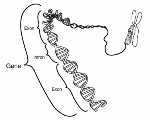 Genes - Biologia e Genética - InfoEscola