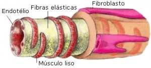 Arteríola - Sistema Circulatório - InfoEscola
