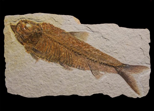 Fossilização Condições E Tipos De Fossilização Infoescola