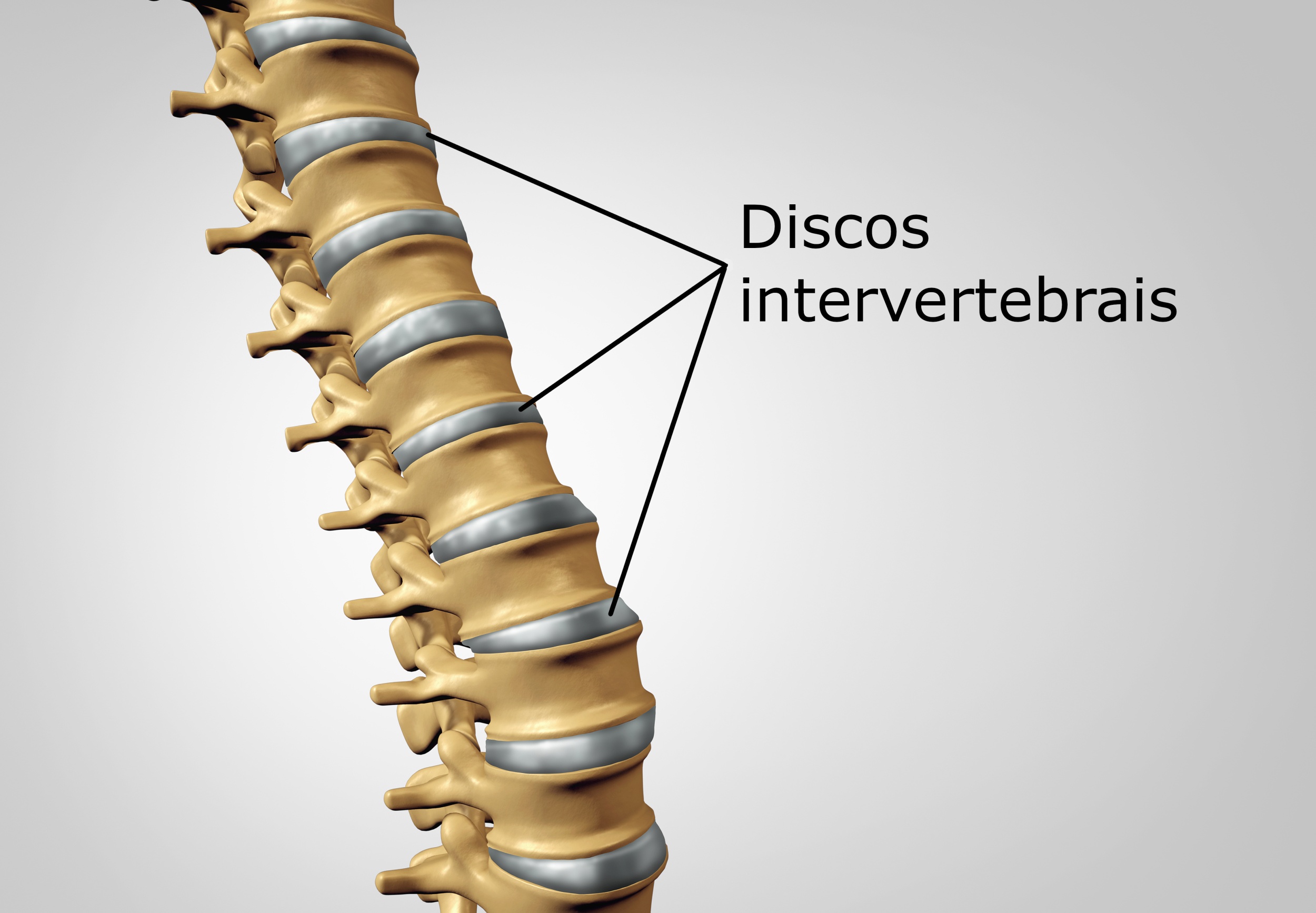 Disco intervertebral - Sistema Esquel茅tico - Anatomia - InfoEscola Disco intervertebral - Sistema Esquel茅tico - Anatomia - InfoEscola
