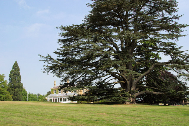 Cedro-do-líbano - Árvores - InfoEscola