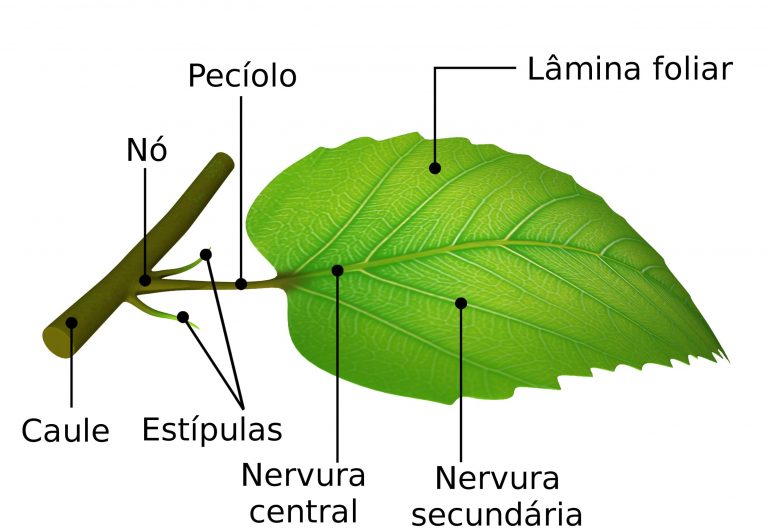 Folhas das plantas - Botânica - InfoEscola