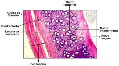 Condroblastos - Citologia - InfoEscola