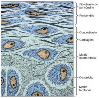 Condroblastos - Citologia - InfoEscola