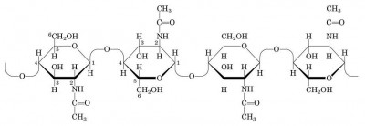 Quitina - Bioquímica - InfoEscola