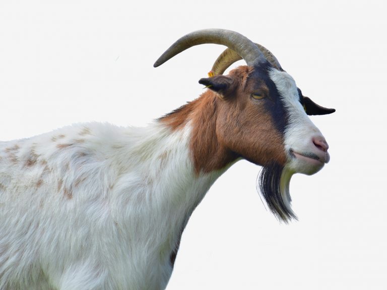 Caprinos - subfamília Caprinae - Animais - InfoEscola