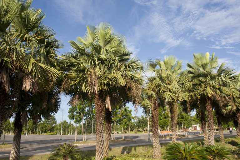 Carnaúba - palmeira - características, fotos, curiosidades - InfoEscola