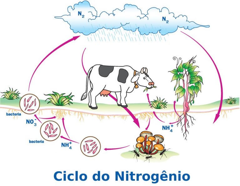 Ciclo do nitrogênio - Bioquímica - InfoEscola
