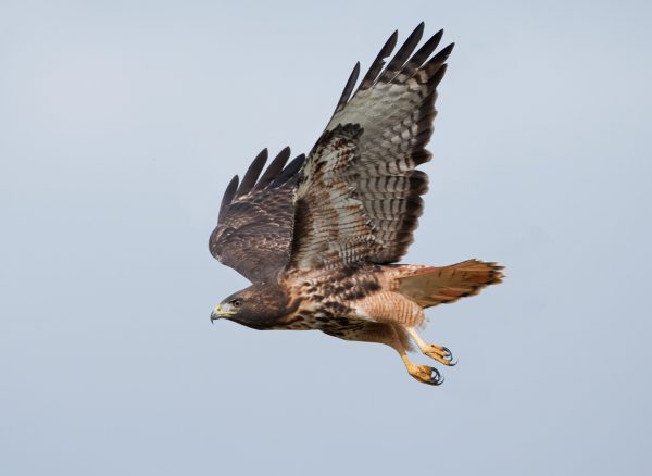 Gavião - Espécies de gaviões - Aves - InfoEscola