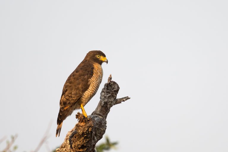 Gavião - Espécies de gaviões - Aves - InfoEscola
