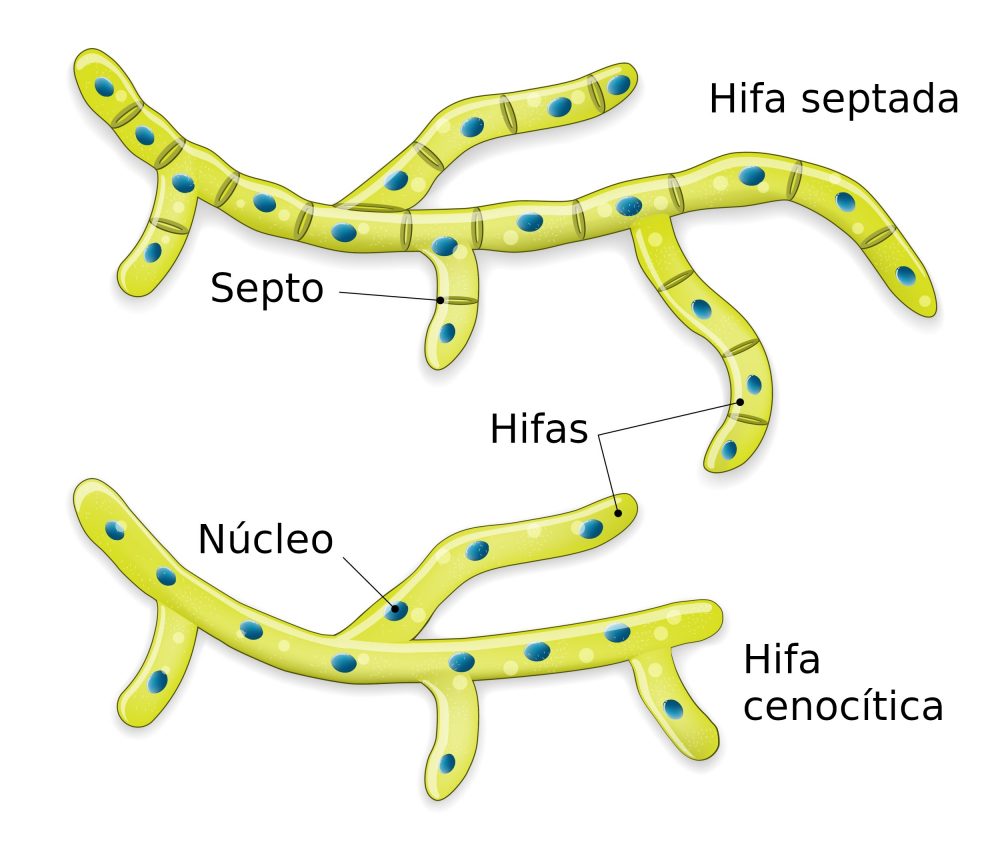 Reino Fungi - Fungos - Biologia - InfoEscola