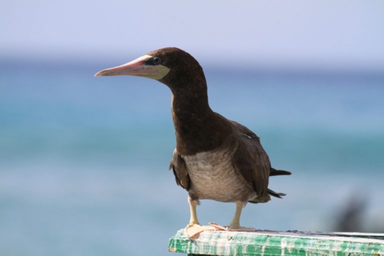 Atobá - Espécies de Atobás - Aves - InfoEscola