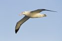 Albatroz - Aves - InfoEscola