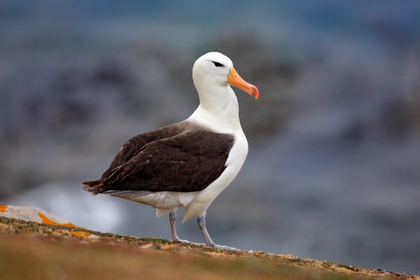 Albatroz - Aves - InfoEscola