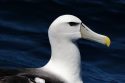 Albatroz - Aves - InfoEscola