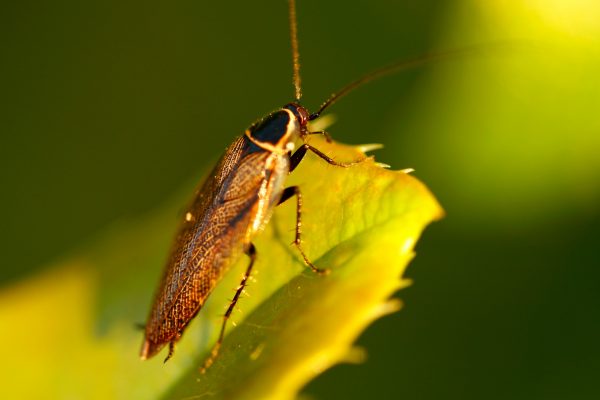 Barata - Insetos - espécies, doenças transmitidas - InfoEscola