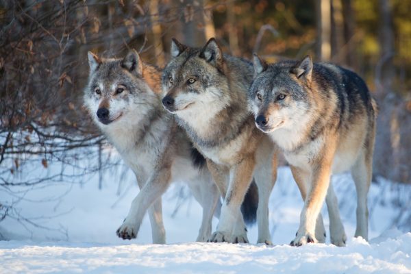 Lobo - características, fotos, espécies de lobos - Animais - InfoEscola