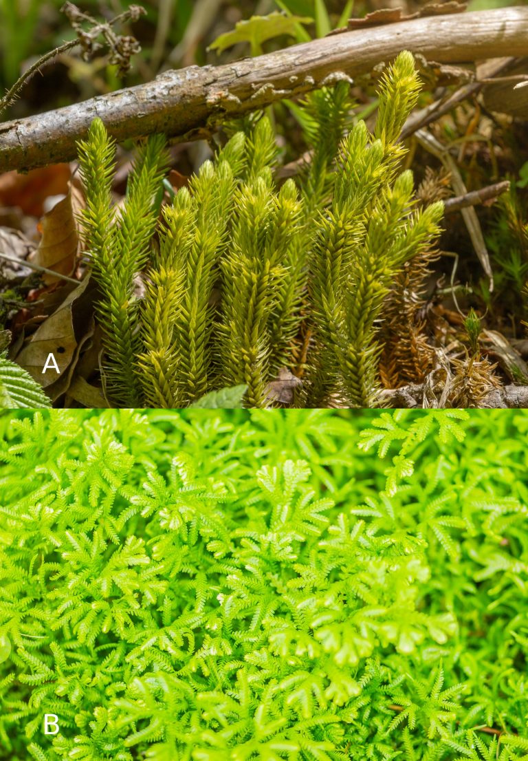 Professora Evelyn: Divisão Lycopodiophyta