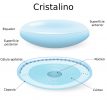 Cristalino - Anatomia da Visão - InfoEscola
