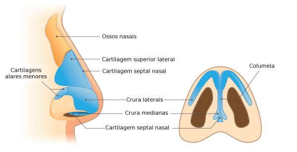 Nariz - Anatomia do nariz - Biologia - InfoEscola