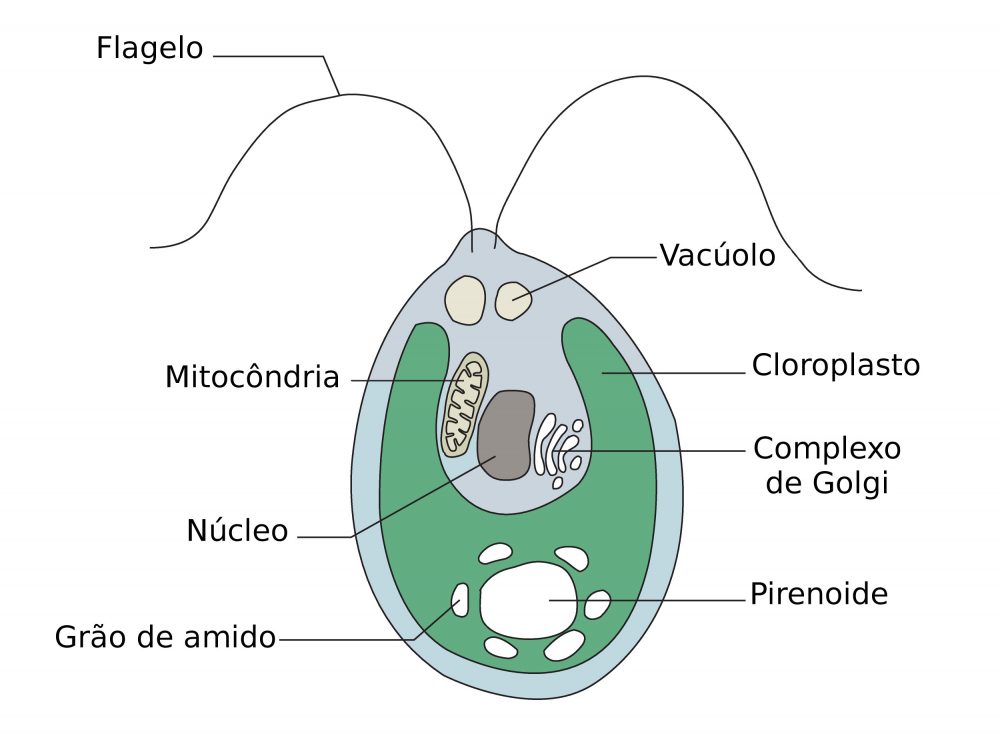 Algas verdes - clorófitas e estreptófitas - Biologia - InfoEscola