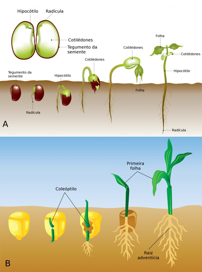 Germinação - reprodução vegetal - Biologia - InfoEscola