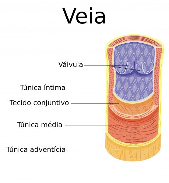 Veia - Sistema Circulatório - Anatomia das Veias - InfoEscola