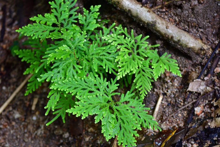 Plantas vasculares - Traqueófitas - Biologia - InfoEscola