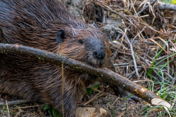 Castor - espécies, fotos, características, diques - InfoEscola
