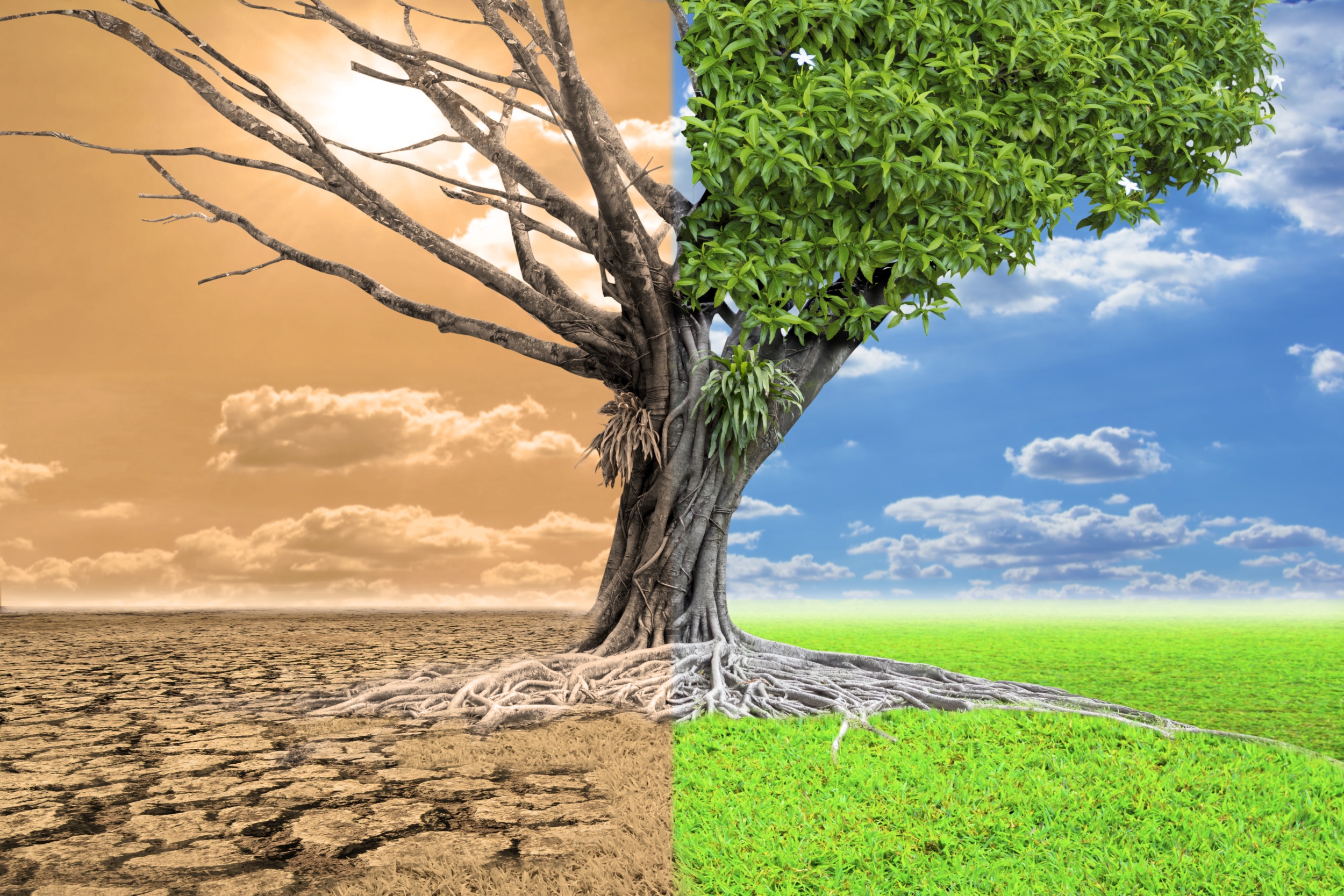 Efeitos Das Mudan as Clim ticas Na Biodiversidade Ecologia InfoEscola