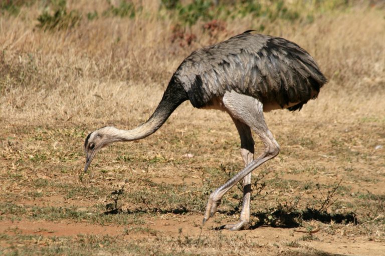 Bipedalismo ou bipedismo - evolução, vantagens, exemplos - InfoEscola