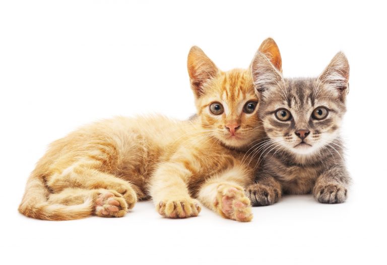 Felinos - características, espécies, reprodução, fotos - InfoEscola