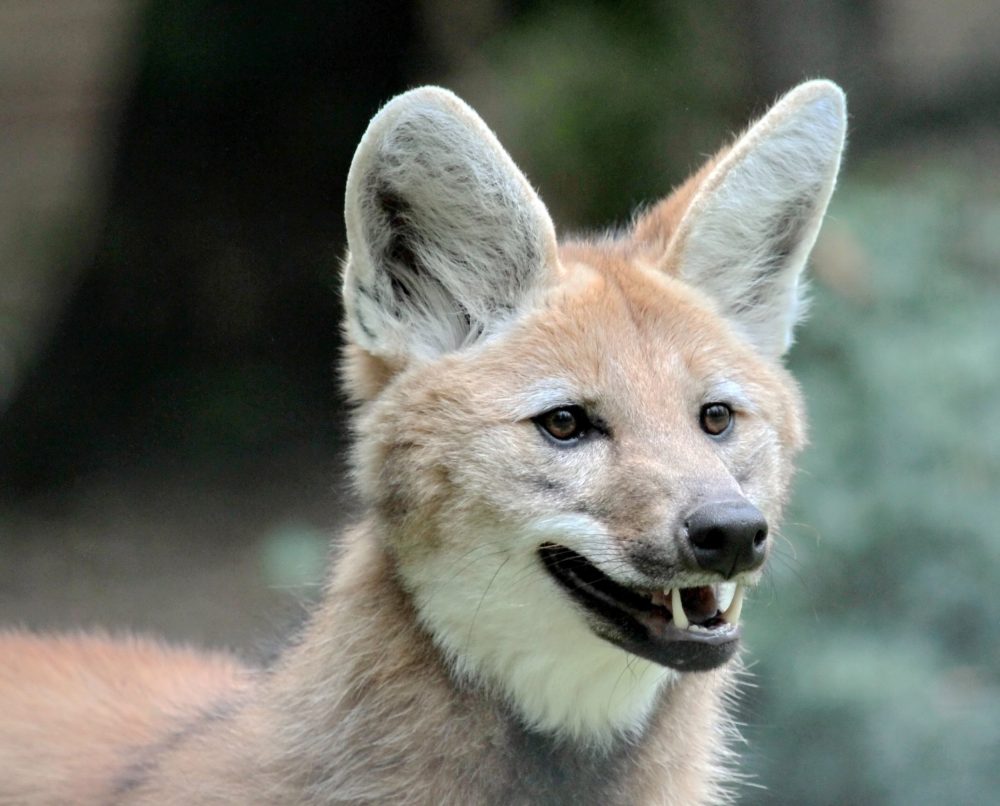 Lobo-guará - características, alimentação, ameaças, fotos - InfoEscola