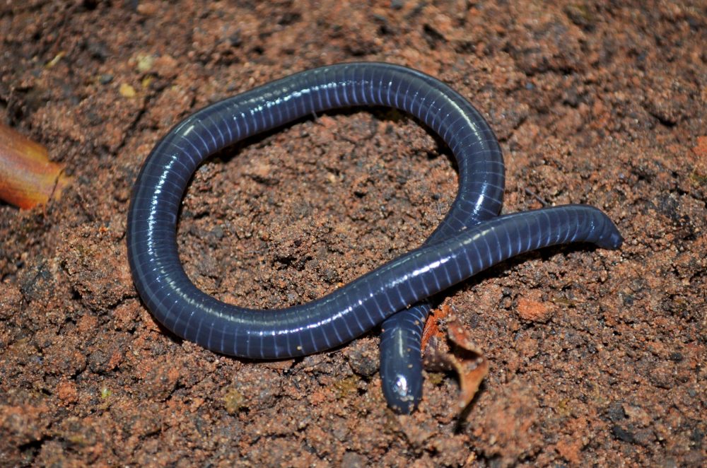 Professora Evelyn: Cobra-cega